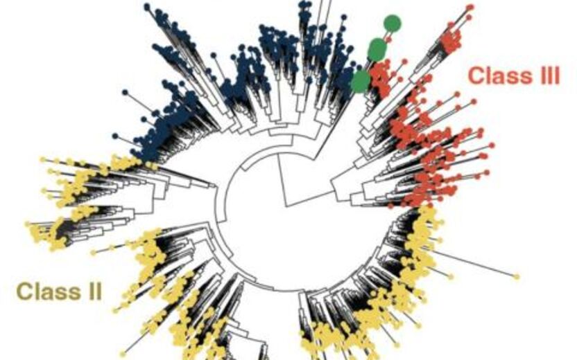 Protein family shows how life adapted to oxygen | Cornell Laboratory ...